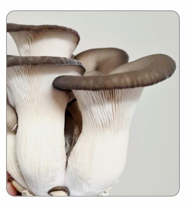 Elf Oyster(Pleurotus Nebrodensis) Culture Plate - Tim's Fantastic Fungi
