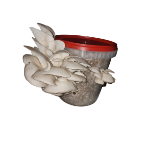 Kits - Tim's Fantastic Fungi